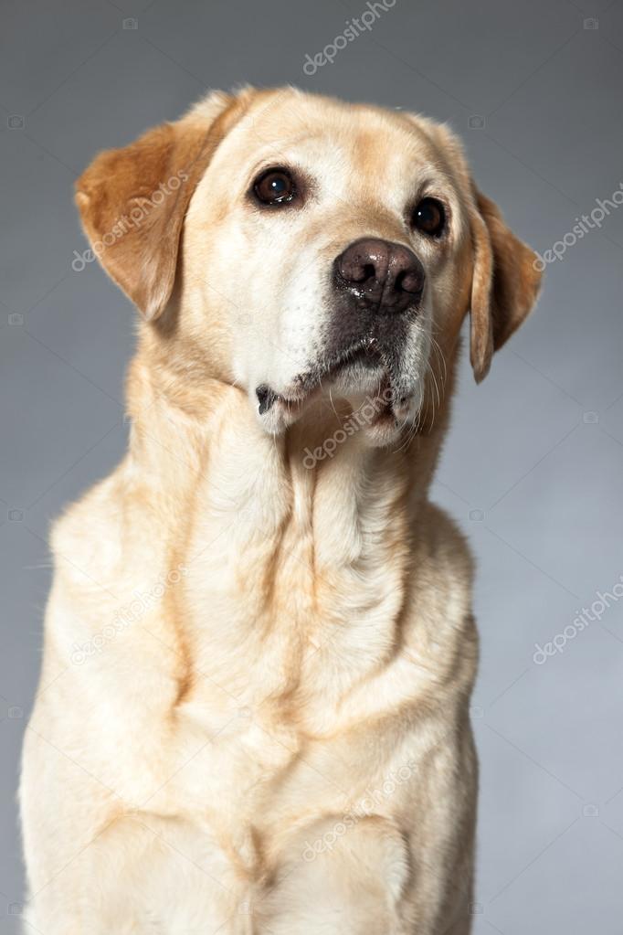 Blonde labrador retriever dog. studio shot. — Stock Photo © ysbrand ...