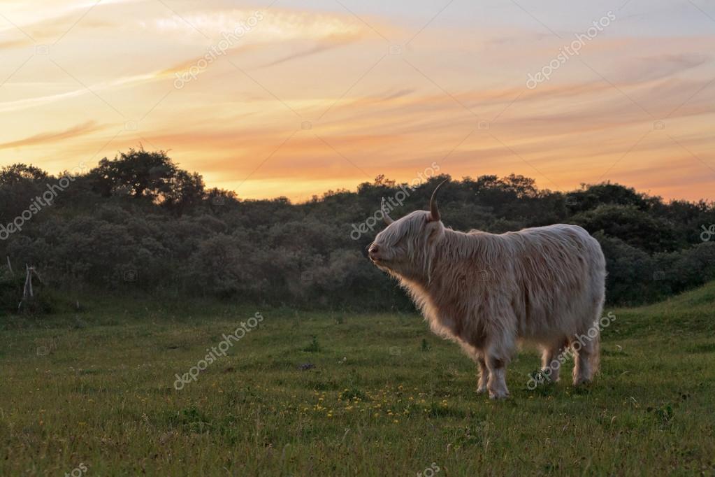 White scottish highlander cow standing in field of grass in dune Stock ...