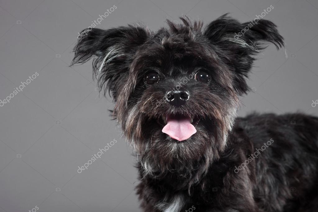 Black boomer dog. Studio shot against grey. #28805643 - Larastock