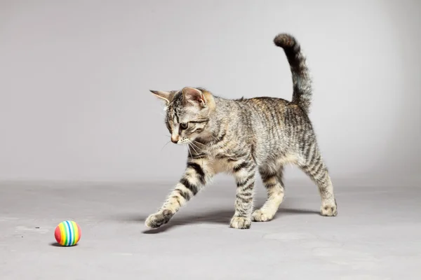 Playing tabby cat in white basket with toy. Studio shot against Stock ...