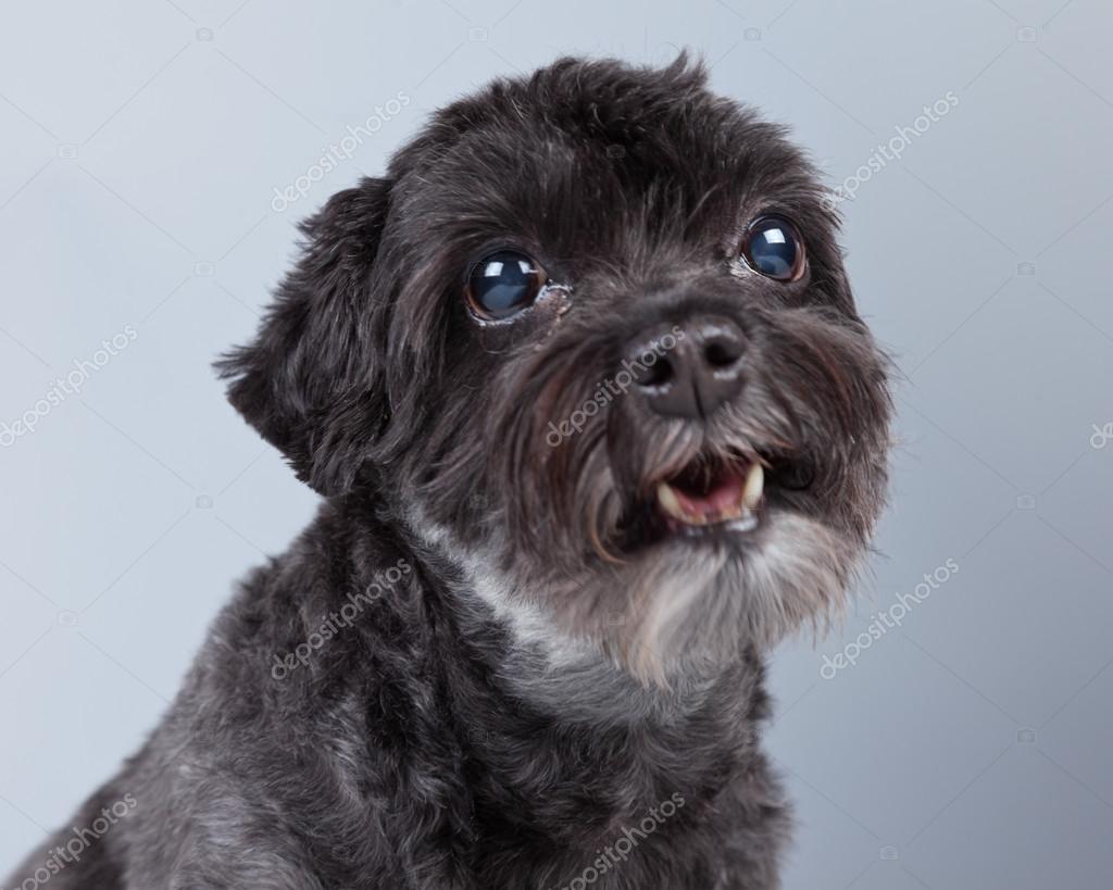 Funny mixed breed grey boomer dog isolated against grey backgrou ...