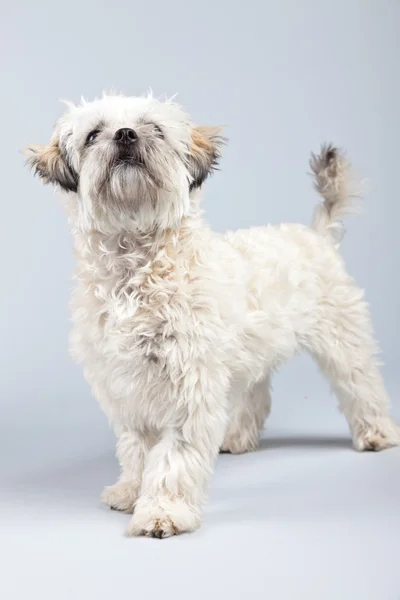 Witte boomer hond geïsoleerd tegen een grijze achtergrond. Studio ...