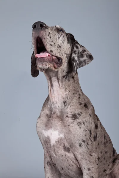 Great dane grey with black spots | Puppy great dane dog grey with black ...