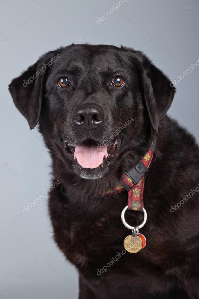 Old black labrador retriever dog isolated against grey backgroun ...