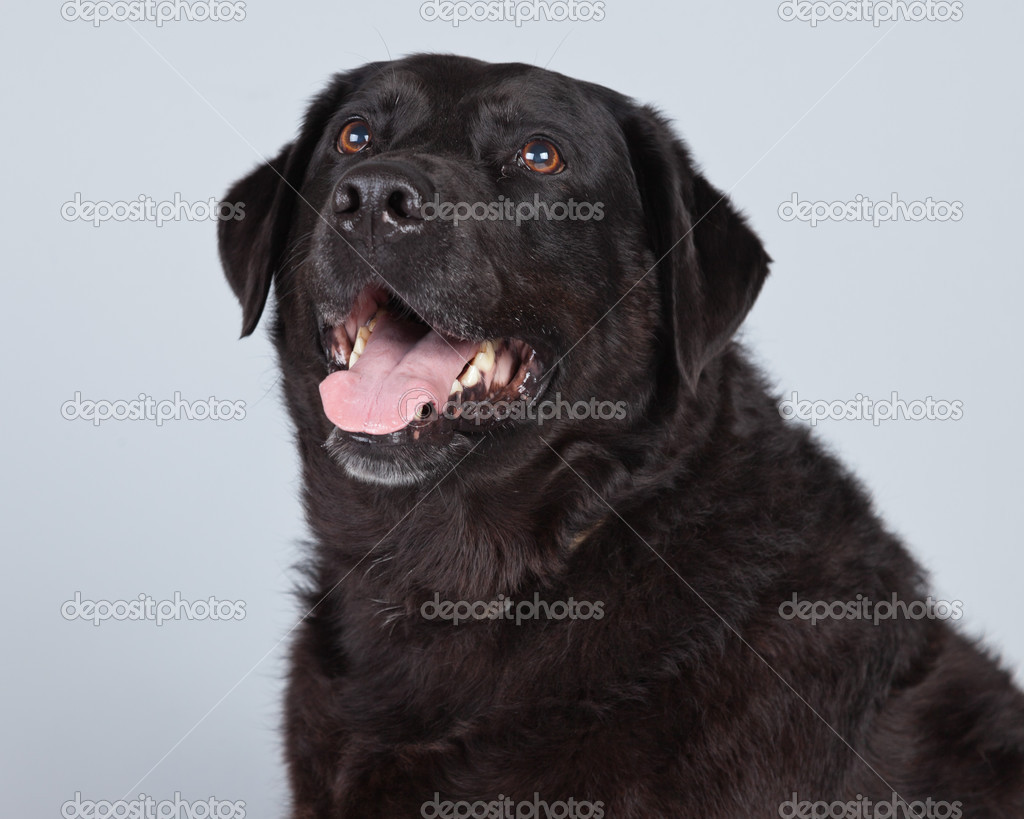 Old black labrador retriever dog isolated against grey backgroun ...