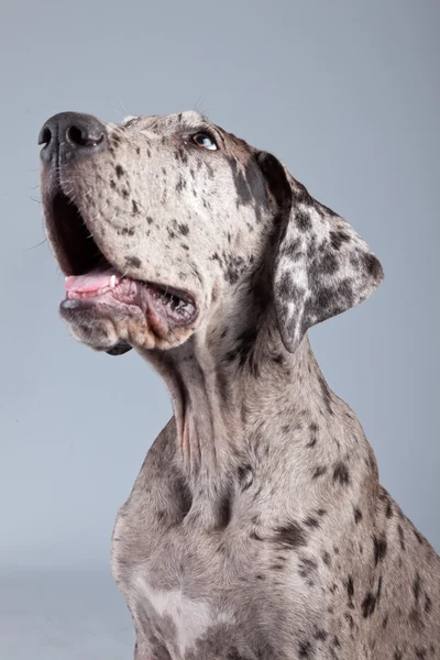 Great dane grey with black spots | Puppy great dane dog grey with black ...