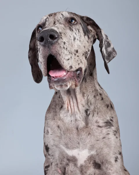 Great dane grey with black spots | Puppy great dane dog grey with black ...