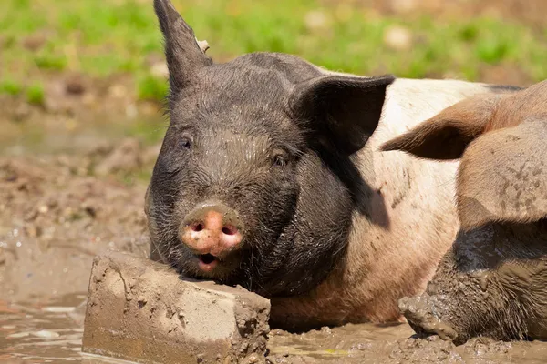 ᐈ Pig in mud stock pictures, Royalty Free pig mud photos | download on ...