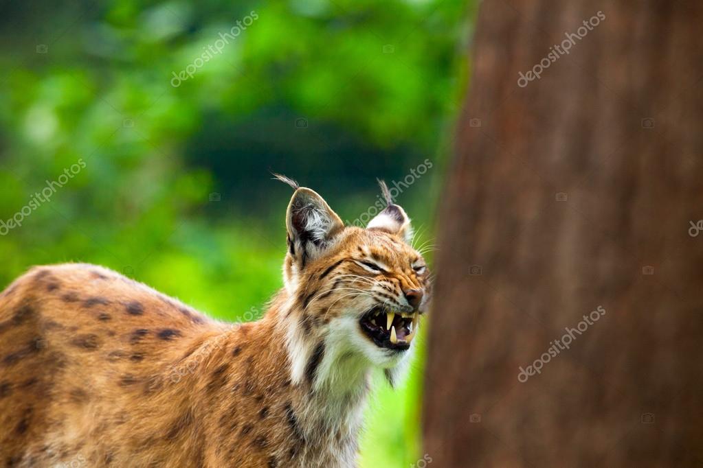 Tired yawning lynx in zoo showing his teeth. — Stock Photo © ysbrand ...