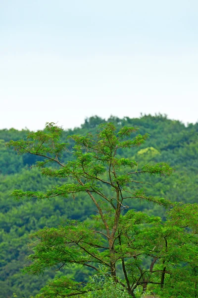 Delonix regia tree Stock Photos, Royalty Free Delonix regia tree Images ...