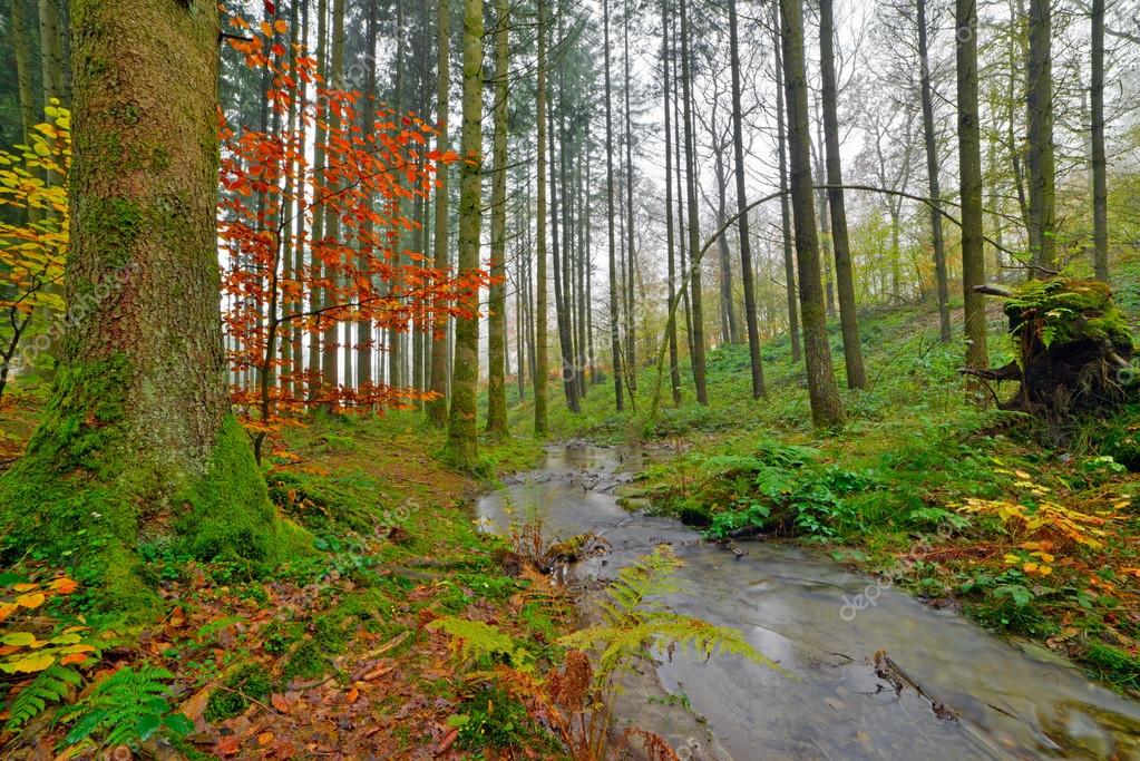 Forêt d'automne avec le ruisseau dans la brume. Belgique. Ardennes ...
