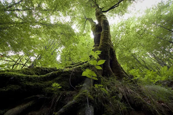 Tree roots Stock Photos, Royalty Free Tree roots Images | Depositphotos