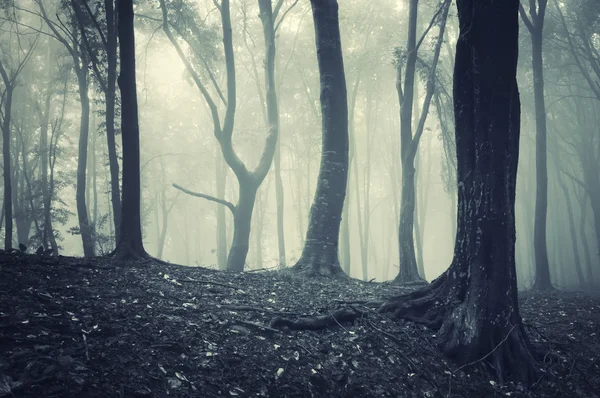 Eerie forest Stock Photos, Royalty Free Eerie forest Images | Depositphotos