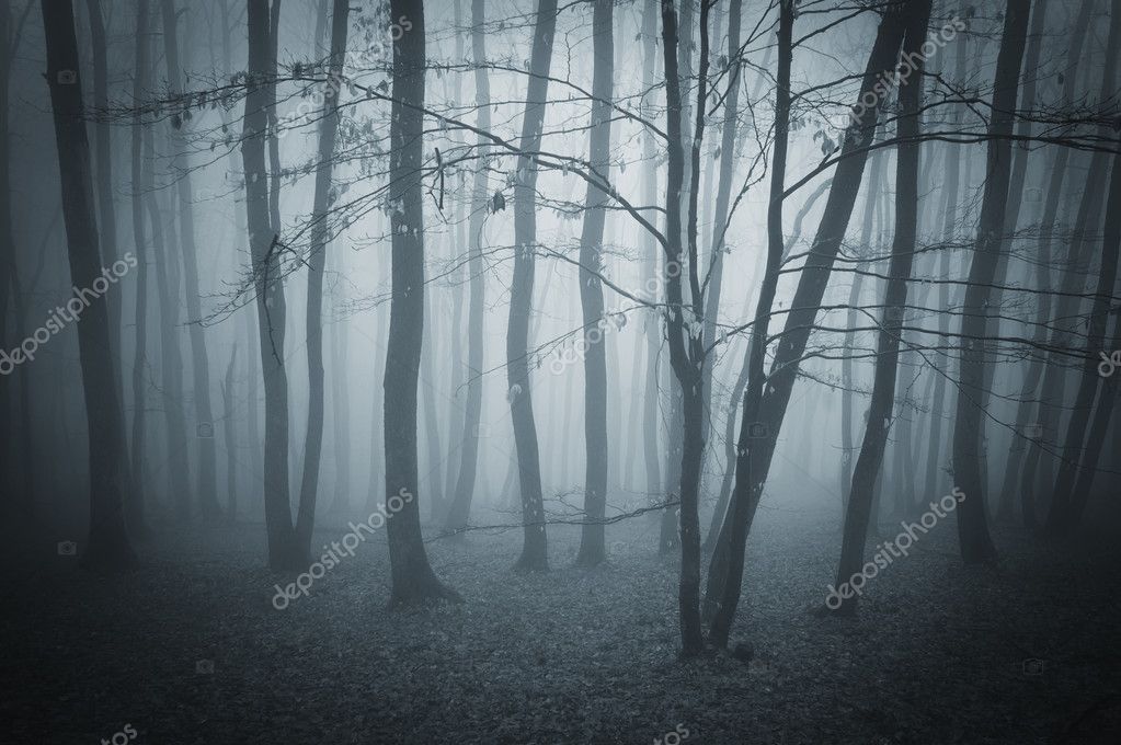 Dark forest with fog Stock Photo by ©photocosma 21510423