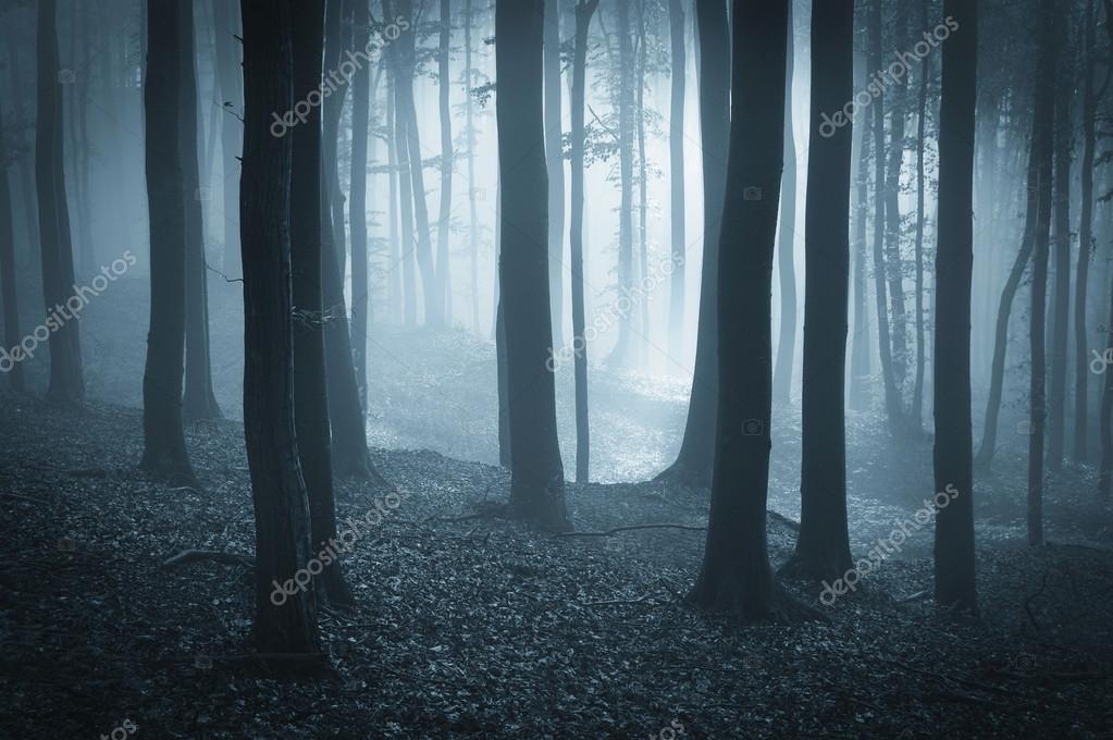 Dark forest with sun rays and fog Stock Photo by ©photocosma 41051101