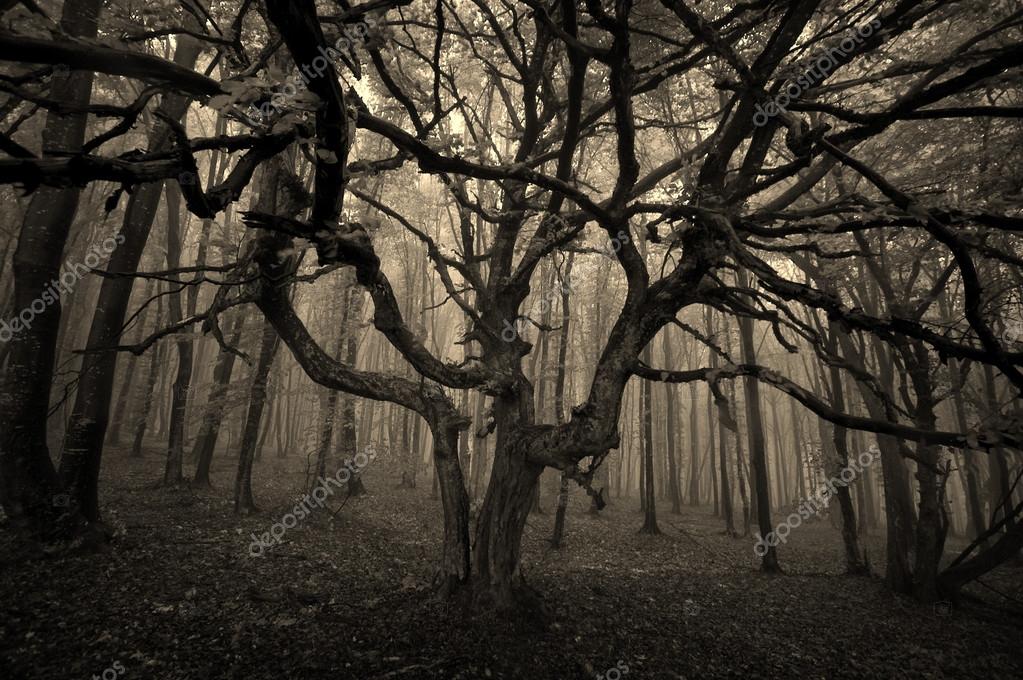 Dark tree in a forest with fog — Stock Photo © photocosma #45317693
