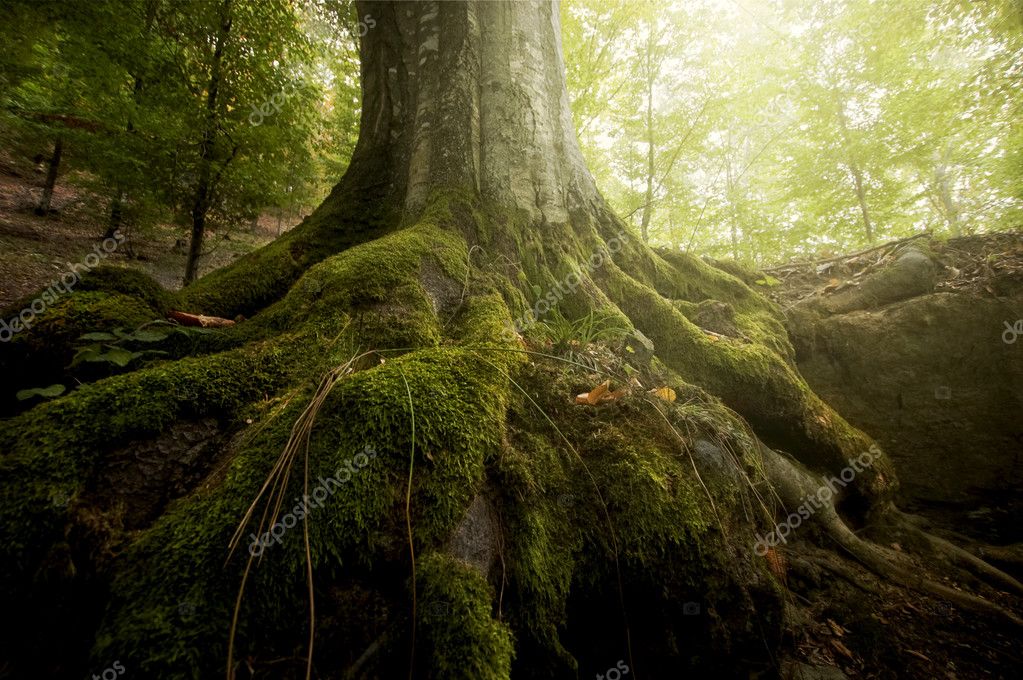 Roots of tree with green moss in green forest Stock Photo by ...