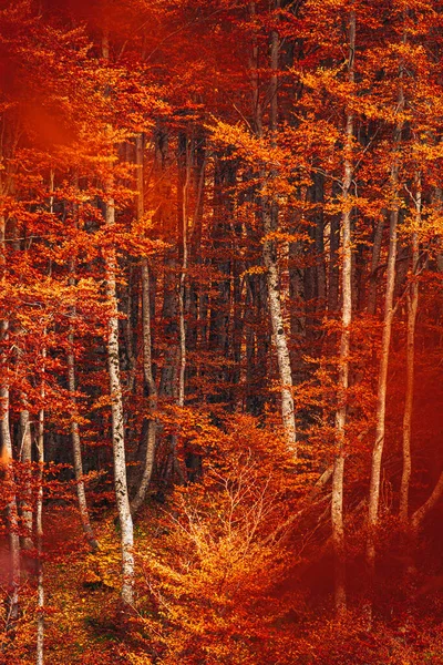 Orange forests Stock Photos, Royalty Free Orange forests Images ...