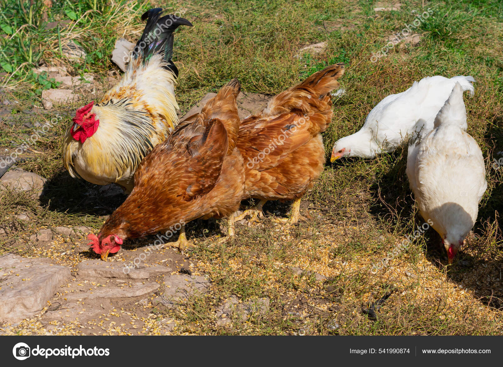 Domestic Chicken Feeding Hens Rooster Walking Countryside Farmyard ...