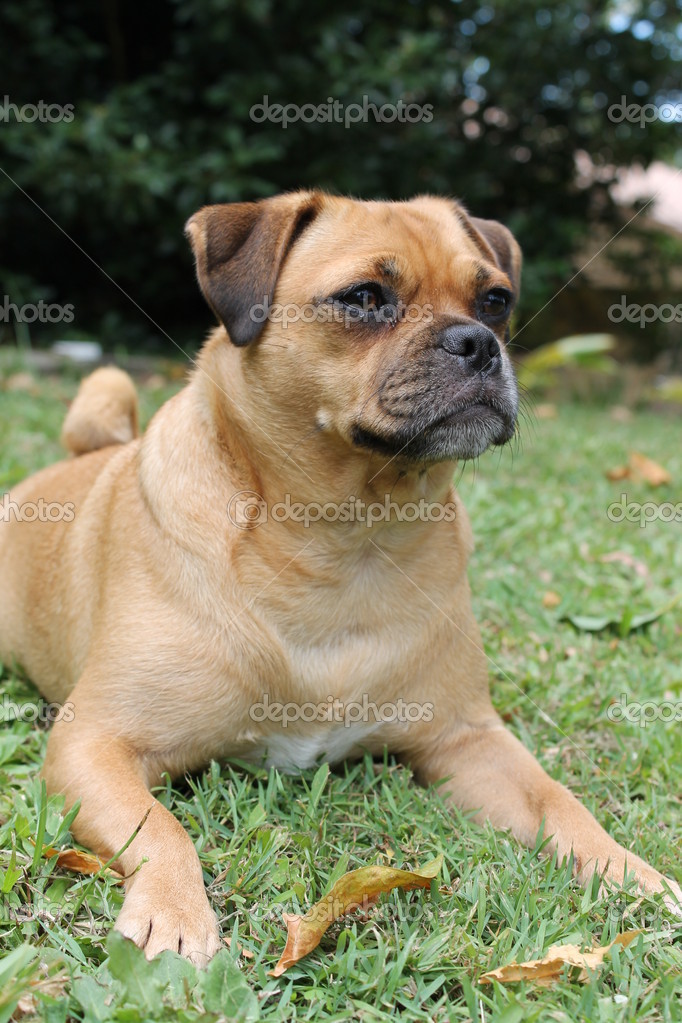 What Do I Need To Know About Jug Puppies