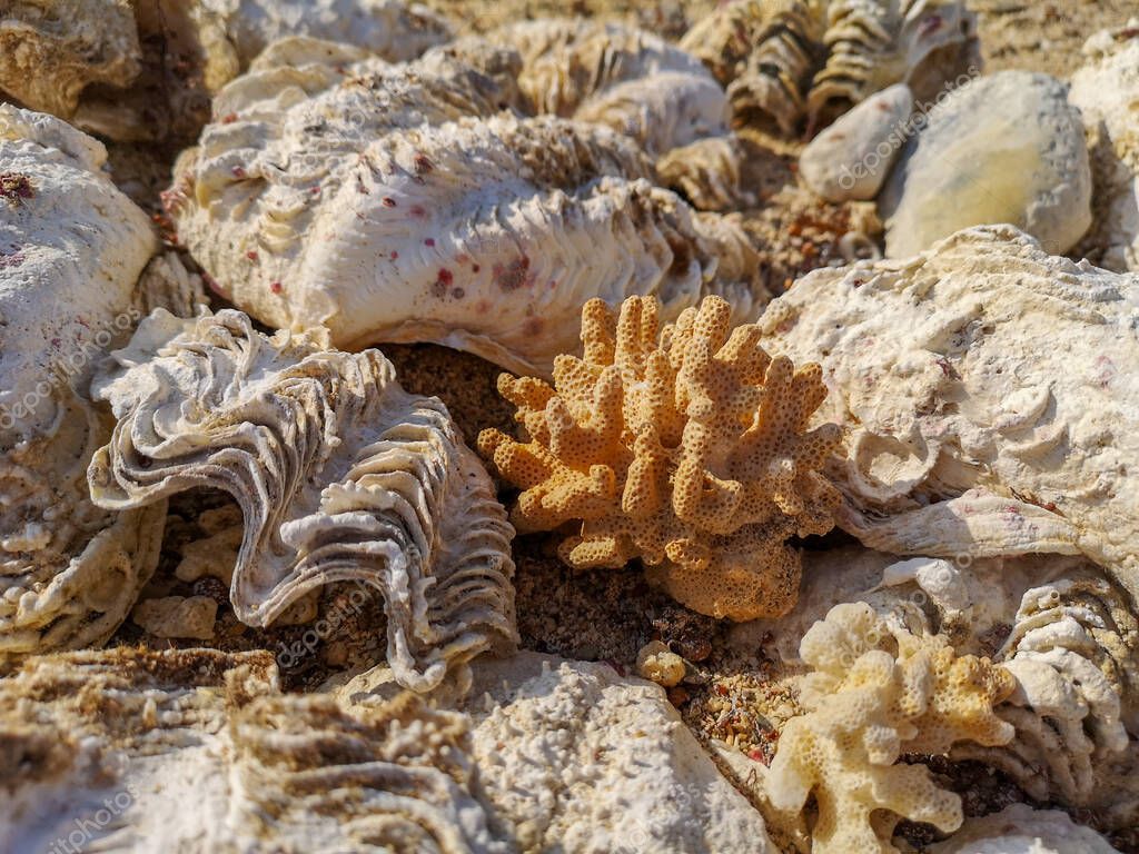 Corales y conchas oceánicas en la playa. Arena de la orilla del mar ...