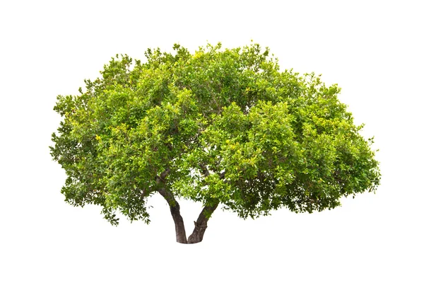 South african tree Stock Photos, Royalty Free South african tree Images ...