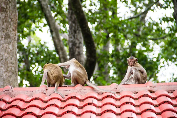 Huge monkey family Stock Photos, Royalty Free Huge monkey family Images ...
