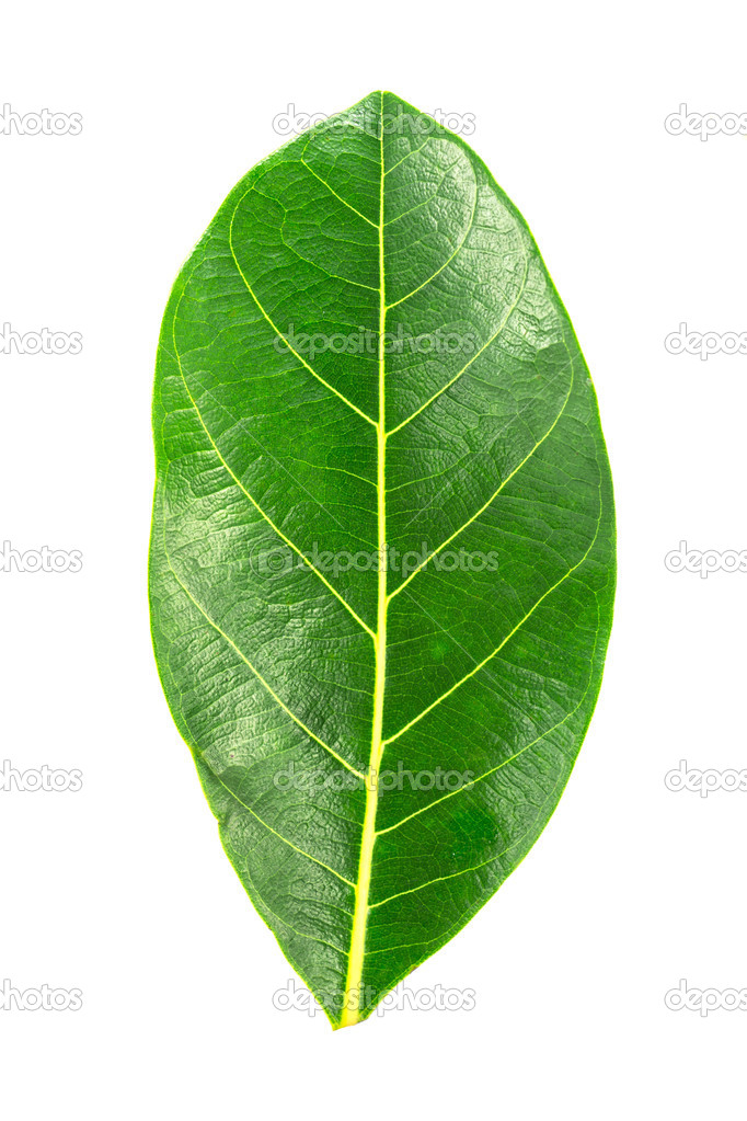 Jack fruit leaves. Stock Photo by ©jukree 51381461