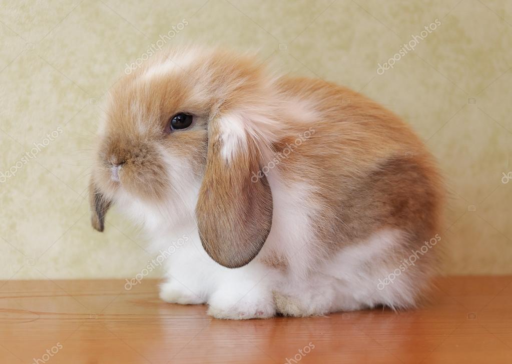 Cute lop bunny | Cute lop eared bunny — Stock Photo © kimmik #13275420