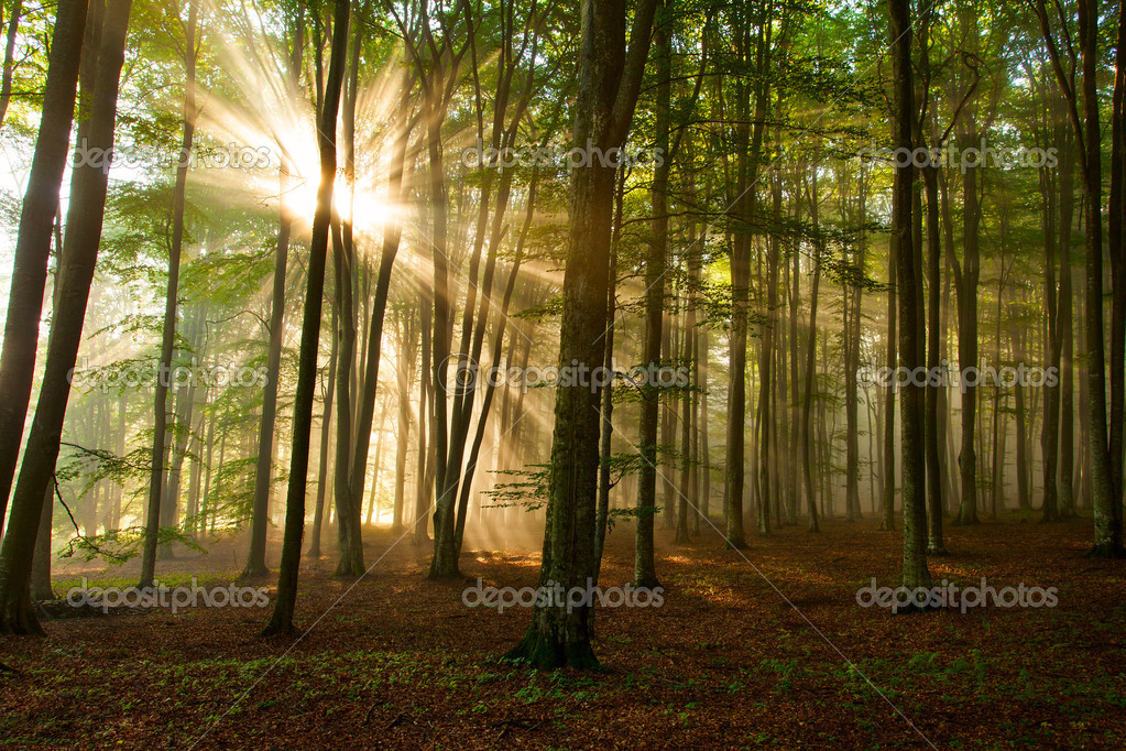 Autumn forest trees. nature green wood sunlight backgrounds. Stock ...
