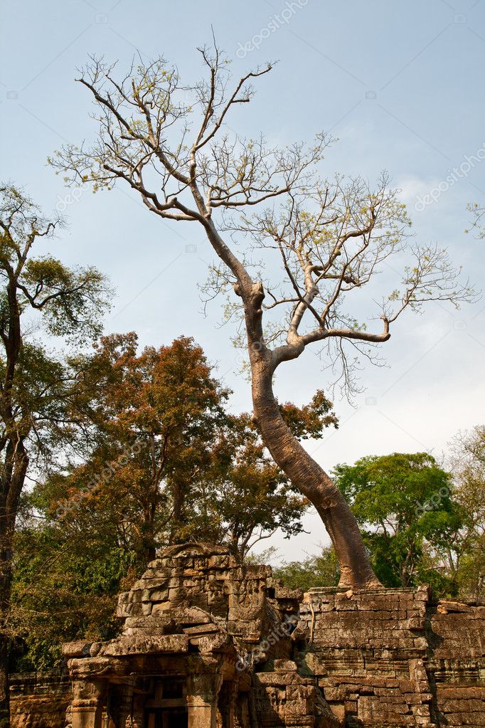 Big old tree in Ta Prohm Temple — Stock Photo © YuliaB #37678935