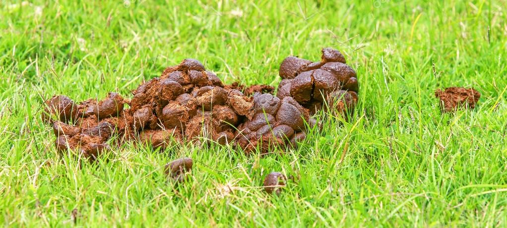 Excremento de caballo 2022