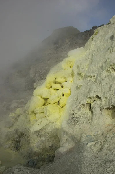 Photos of giant sulphur bacteria images libres de droit, photos de ...