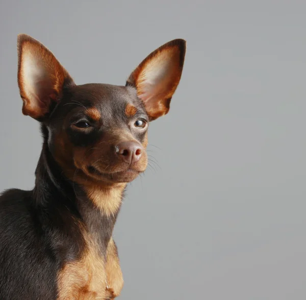 Miniature Pinscher Stock Photo by ©violetkaipa 42169739