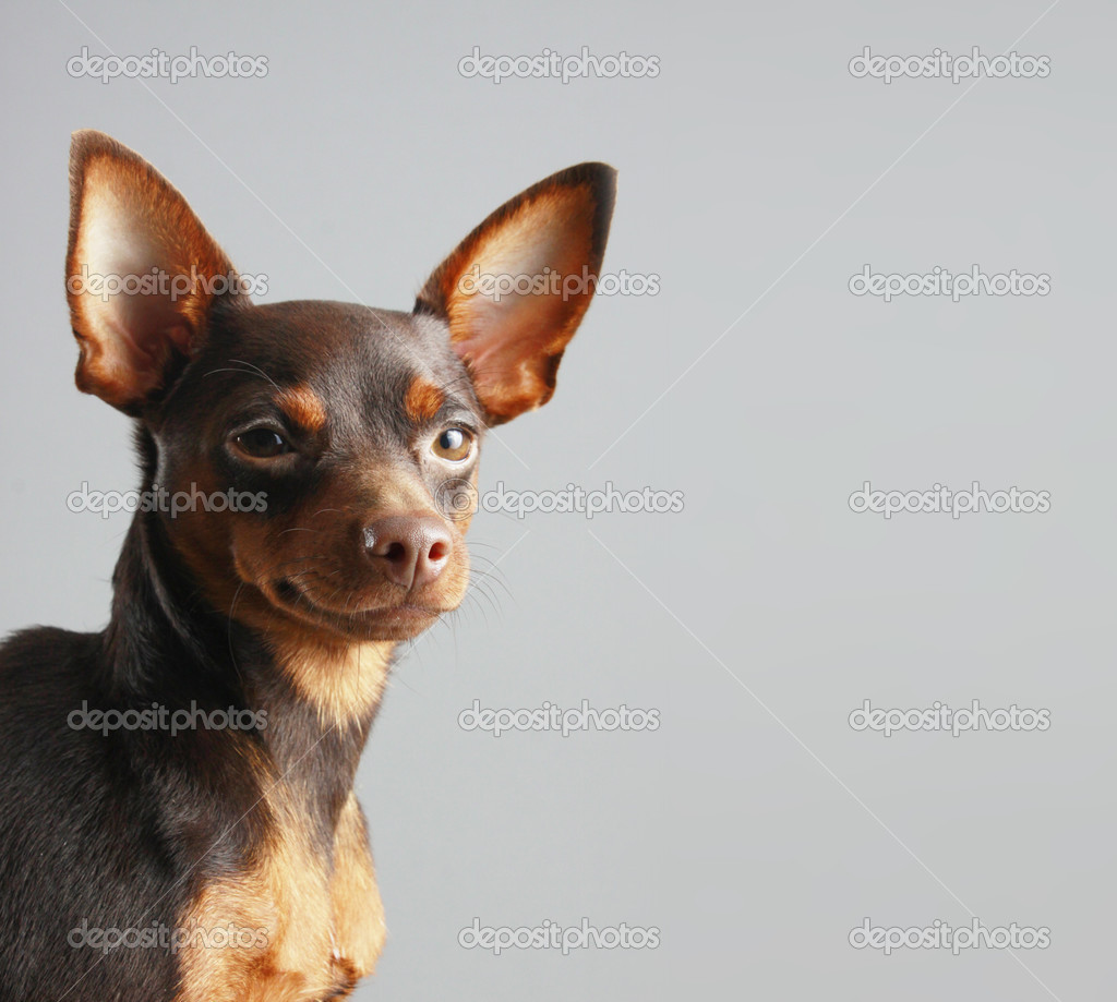 Miniature Pinscher Stock Photo by ©violetkaipa 42169739