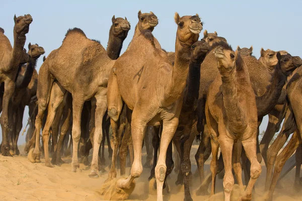 Many camels Stock Photos, Royalty Free Many camels Images | Depositphotos