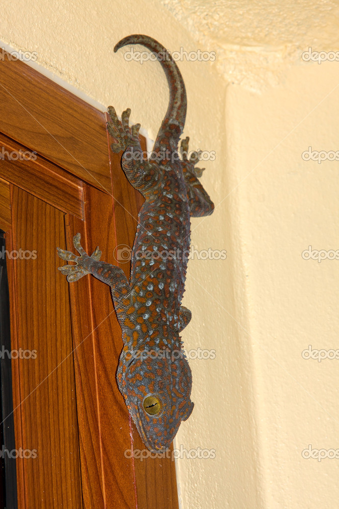 Tokay Gecko Thailand Stock Photo by ©OlegDoroshenko 35476573