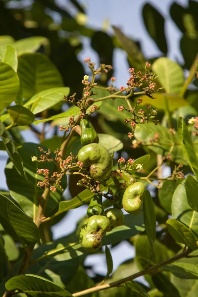 Cashew nuts growing on a tree. — Stock Photo © OlegDoroshenko #11045332
