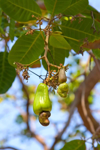Anacardos creciendo en un árbol. 2024