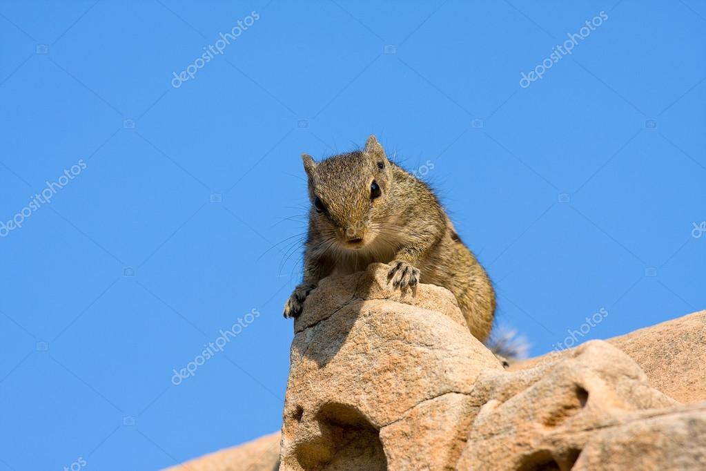 Close up chipmunk in India — Stock Photo © OlegDoroshenko #48747829
