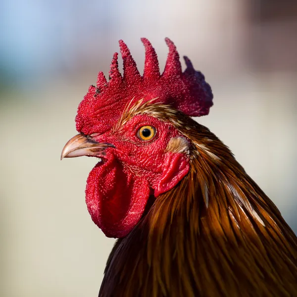 Beautiful rooster Stock Photos, Royalty Free Beautiful rooster Images ...
