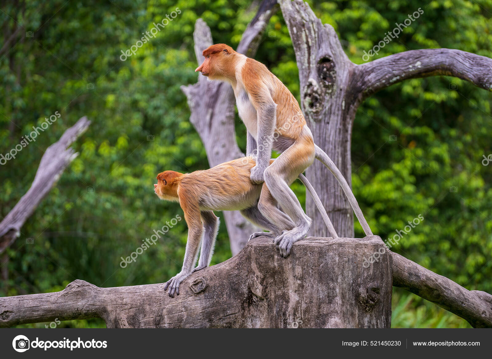 Mating Monkeys Human Style