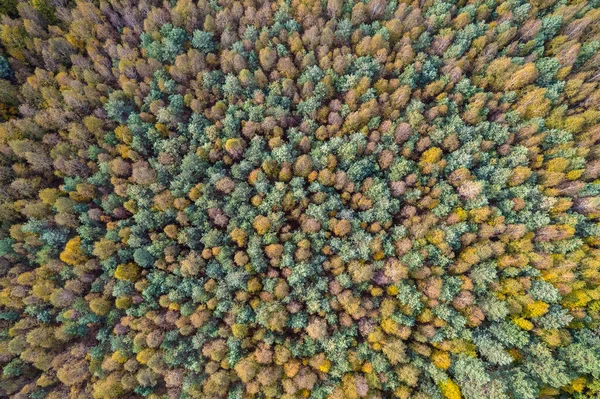 Forest aerial Stock Photos, Royalty Free Forest aerial Images | Depositphotos