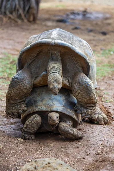 The Seychelles giant tortoise or aldabrachelys gigantea hololissa, also ...