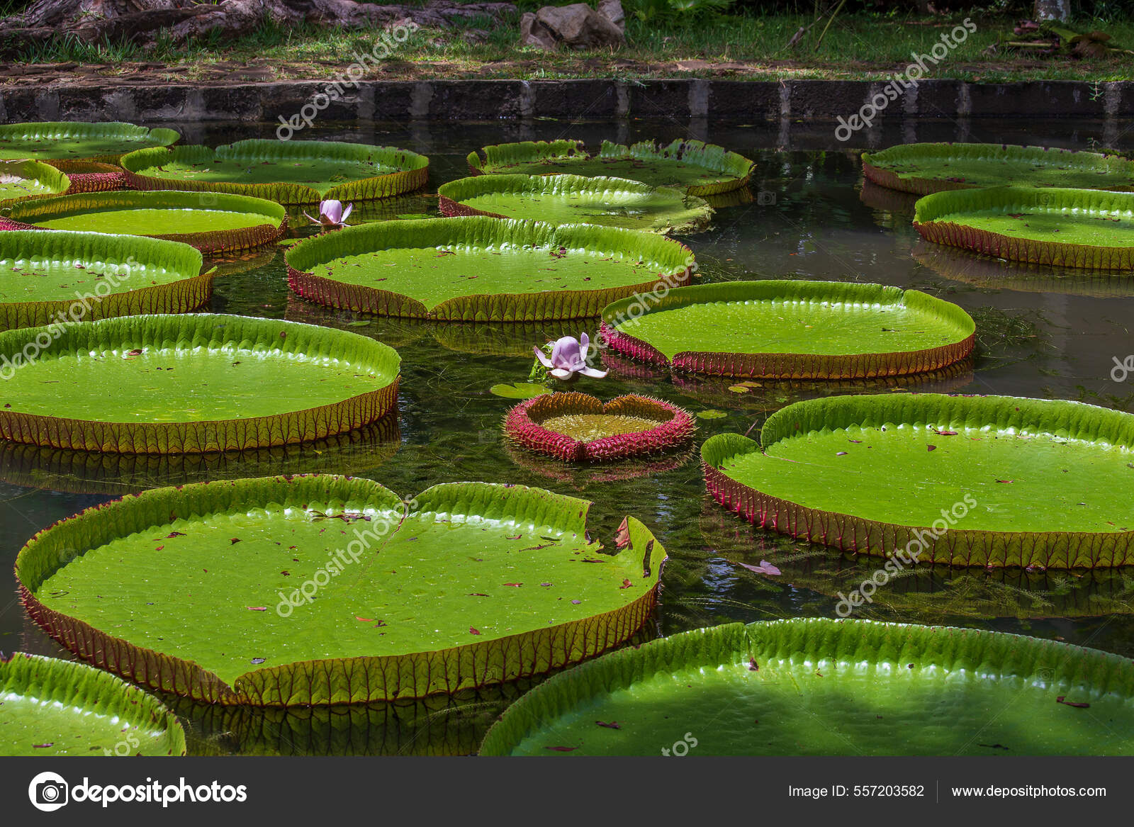Giant Water Lily Botanical Garden Island Mauritius Victoria Amazonica ...