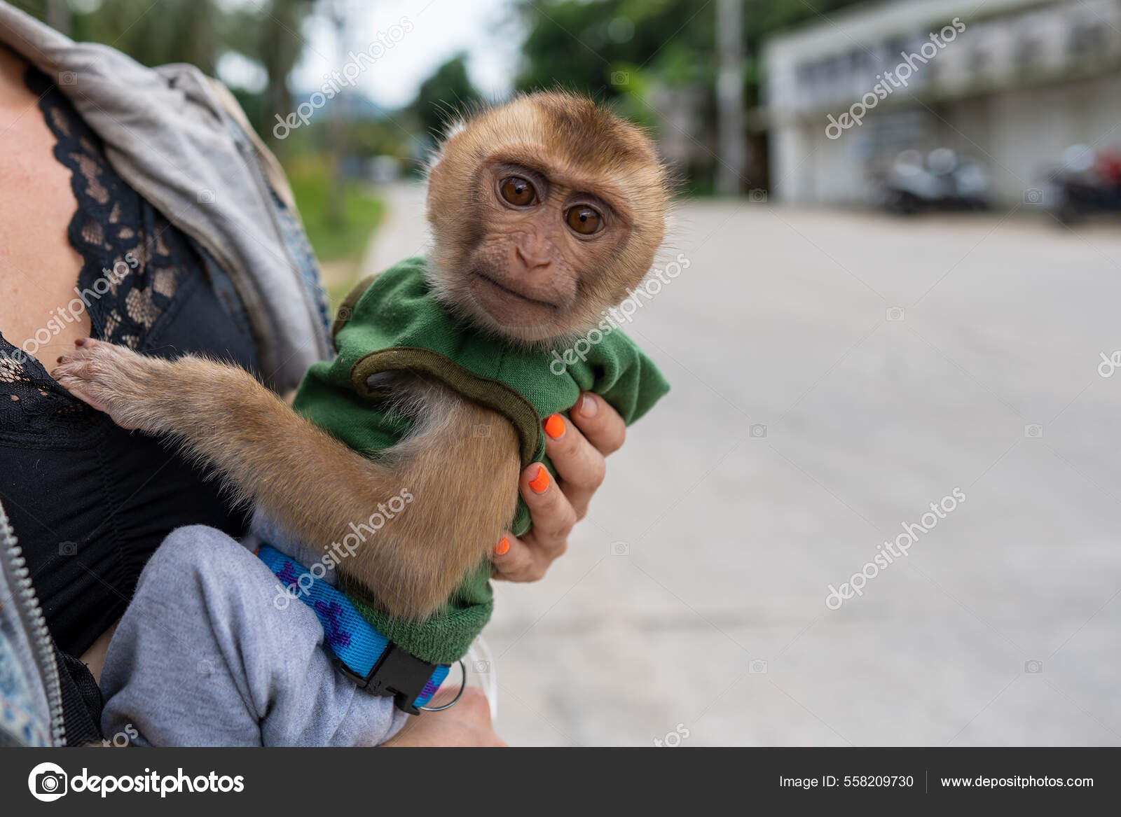 Beautiful Young Monkey Clothes Sits Hands Girl Close Thailand — Stock ...