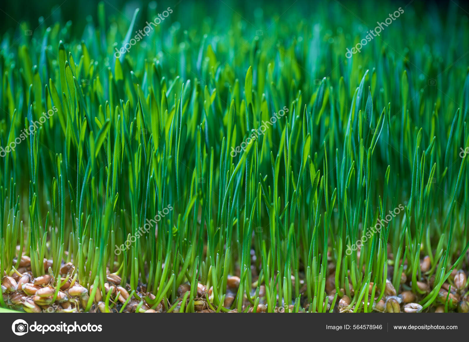 Background Green Germinated Wheat Grains Close Healthy Food Concept ...