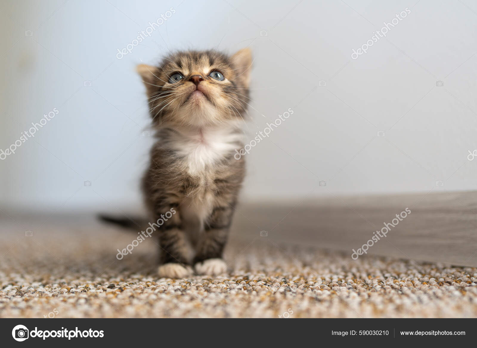 Little Newborn Gray Kitten Waiting Cat Cute Funny Home Pets — Stock ...