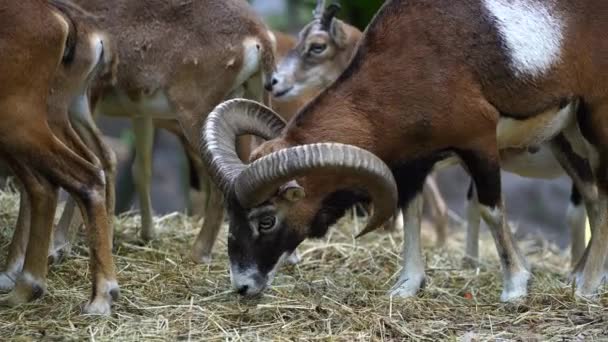 143 Wilde rammen Videos, Royalty-free Stock Wilde rammen Footage ...