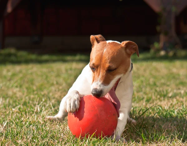 dog with ball - Stock Image - Everypixel